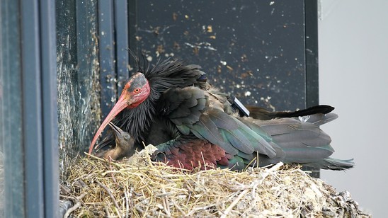 Erstmals seit 400 Jahren schlüpfen Waldrapp-Küken in der Schweiz - Marchanzeiger