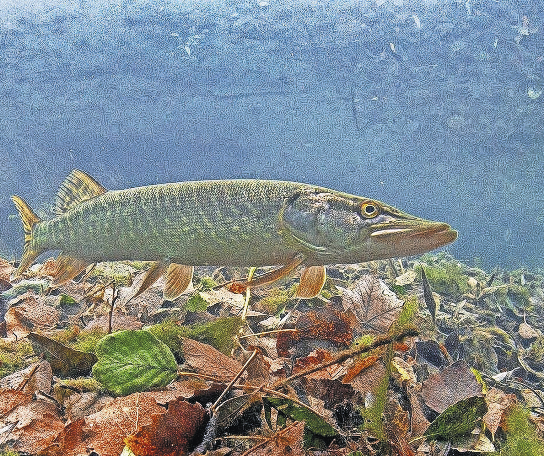 Sind Fische aus Ober- und Walensee PFAS-belastet? - Marchanzeiger